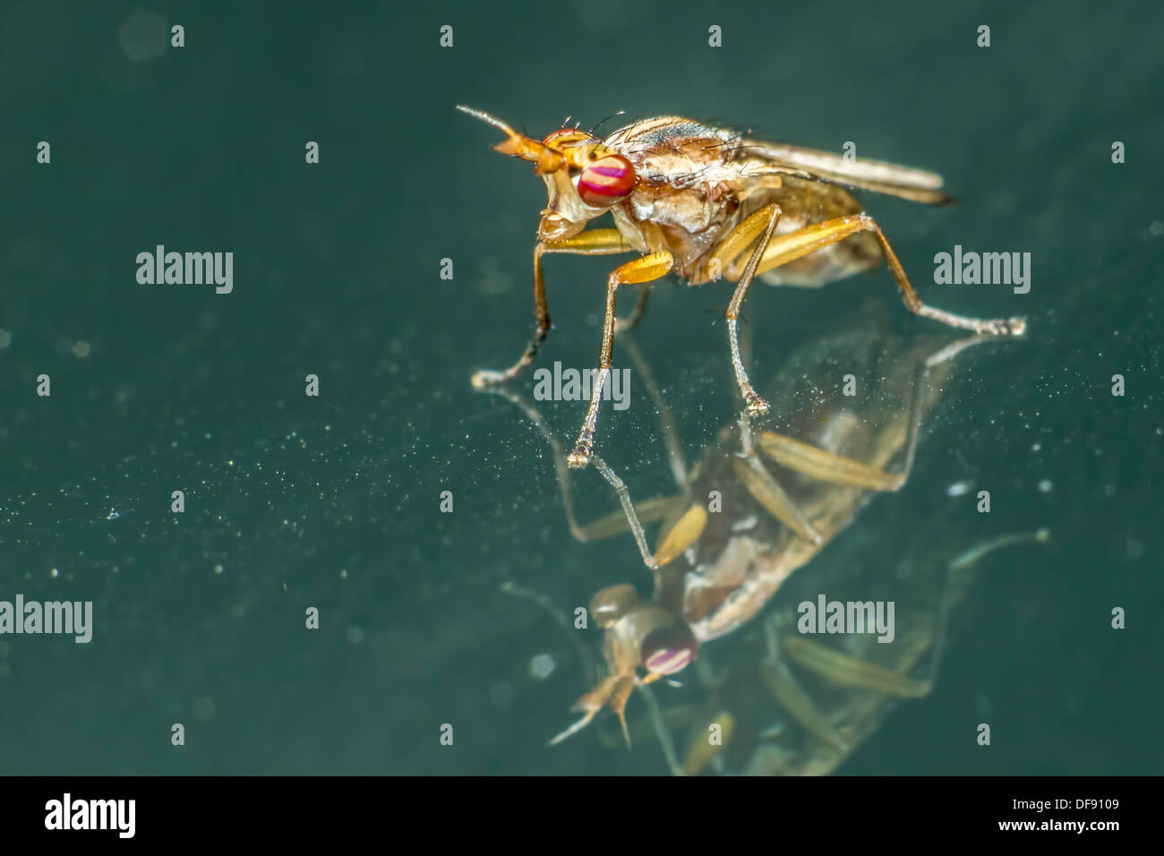 Tabanidae wings hi-res stock photography and images - Alamy