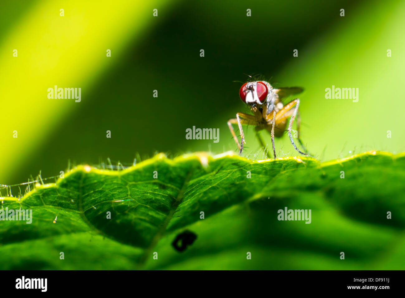 Portrait of a forest fly Stock Photo - Alamy