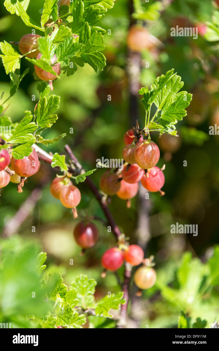 Gooseberry hinnomaki red hi-res stock photography and images - Alamy