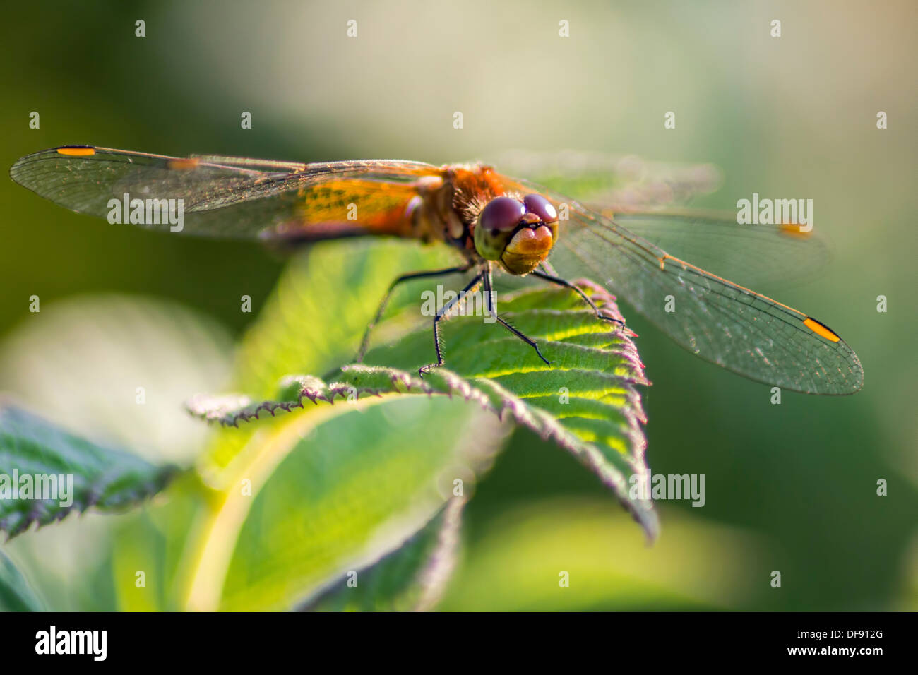 Portrait of a forest fly Stock Photo - Alamy