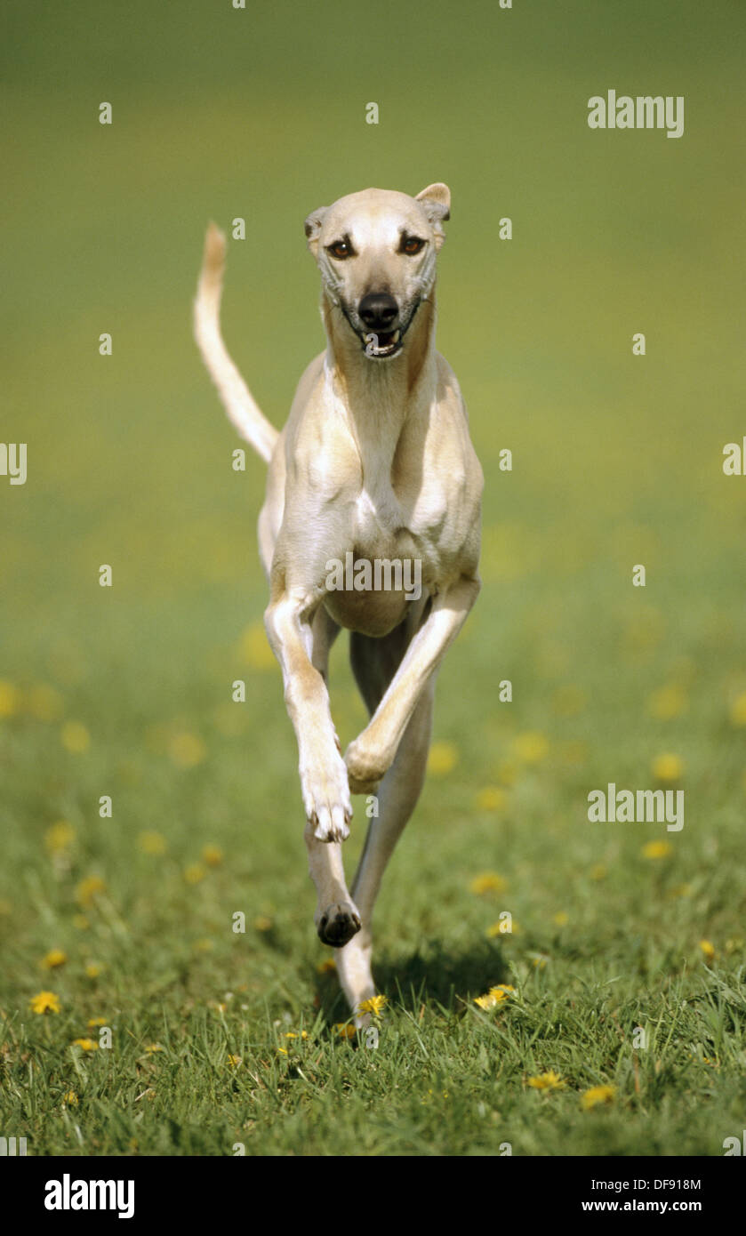 Arabian greyhound hi-res stock photography and images - Alamy