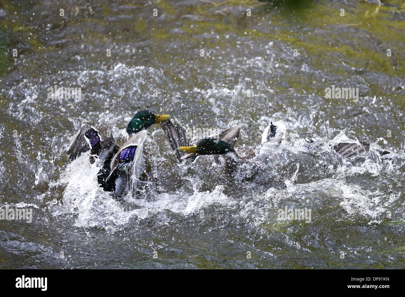 DUCKS FIGHTING/MATING IN A RIVER Stock Photo - Alamy