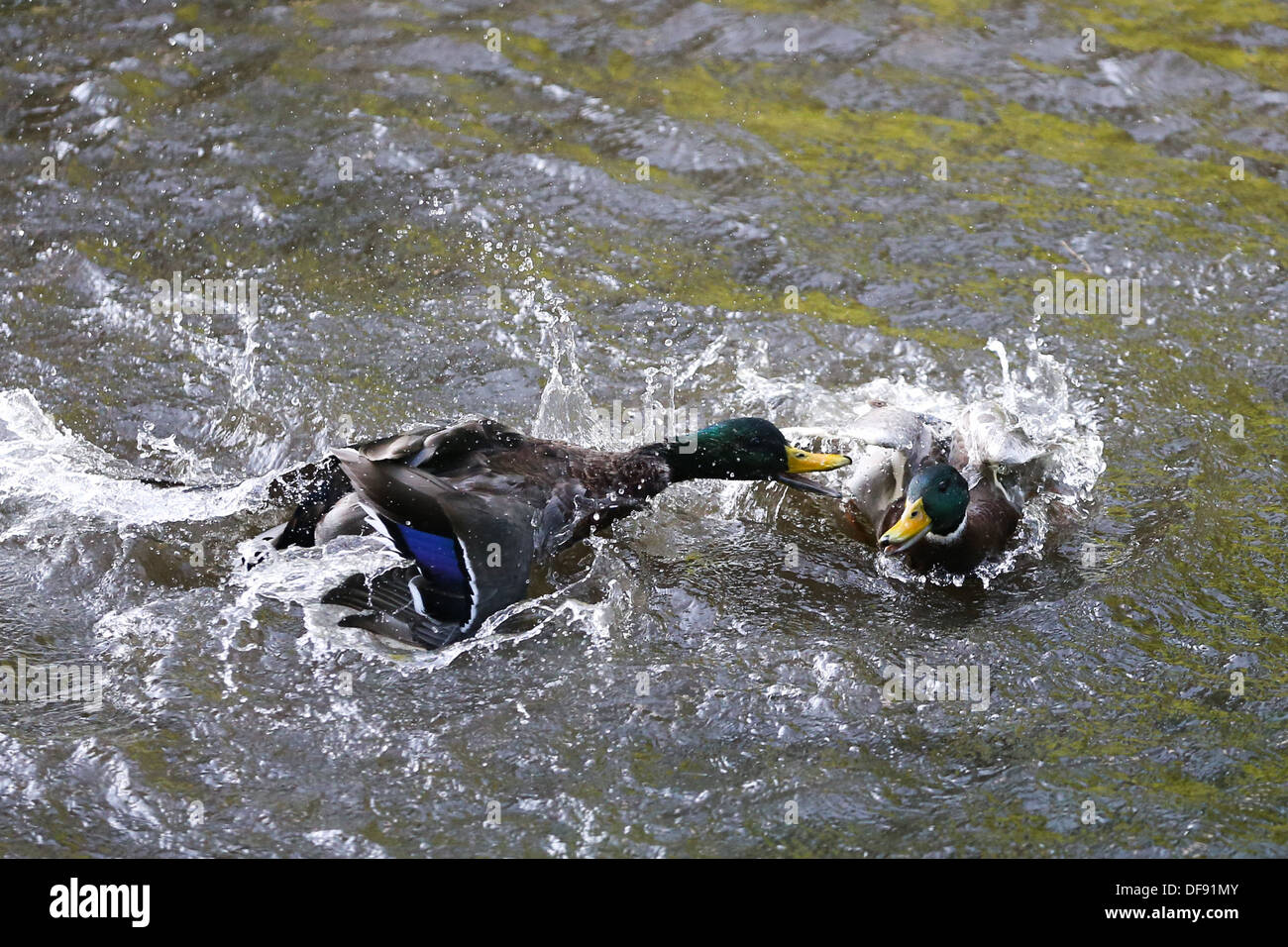 DUCKS FIGHTING/MATING IN A RIVER Stock Photo - Alamy