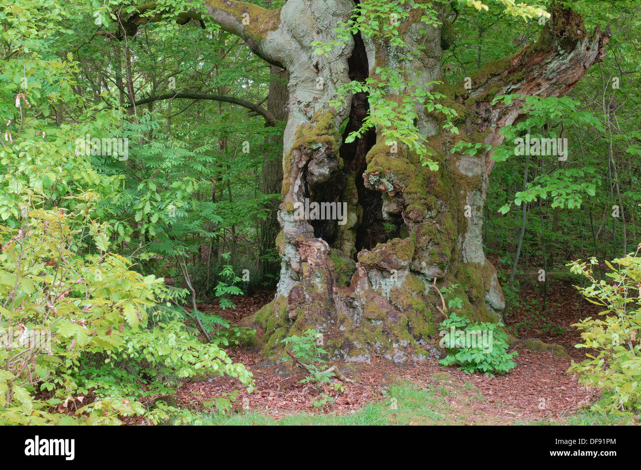 Old beech trees in forest. Kellerwald-Edersee National Park, Hesse ...