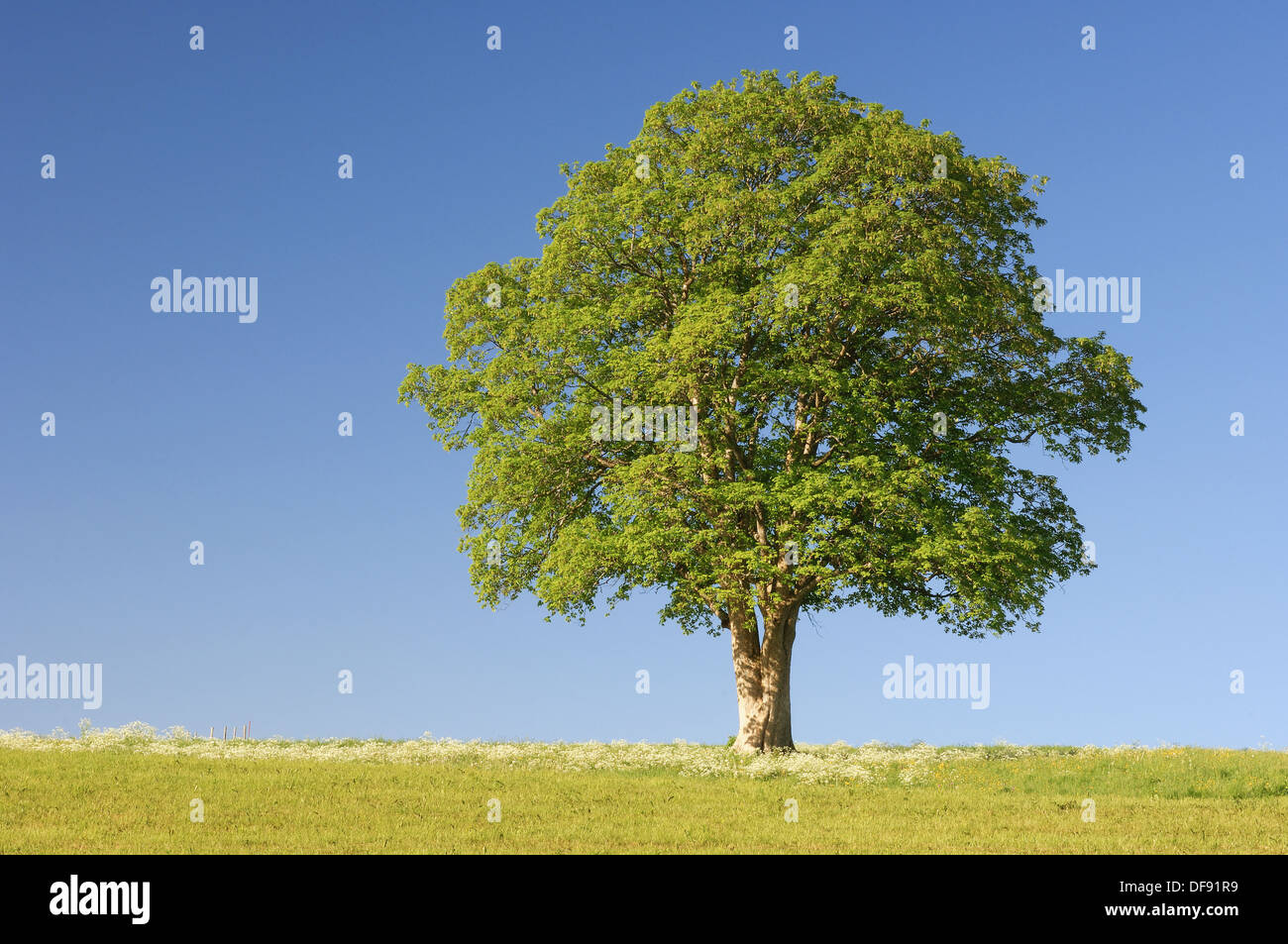 Sycamore maples acer pseudoplatanus hi-res stock photography and images ...