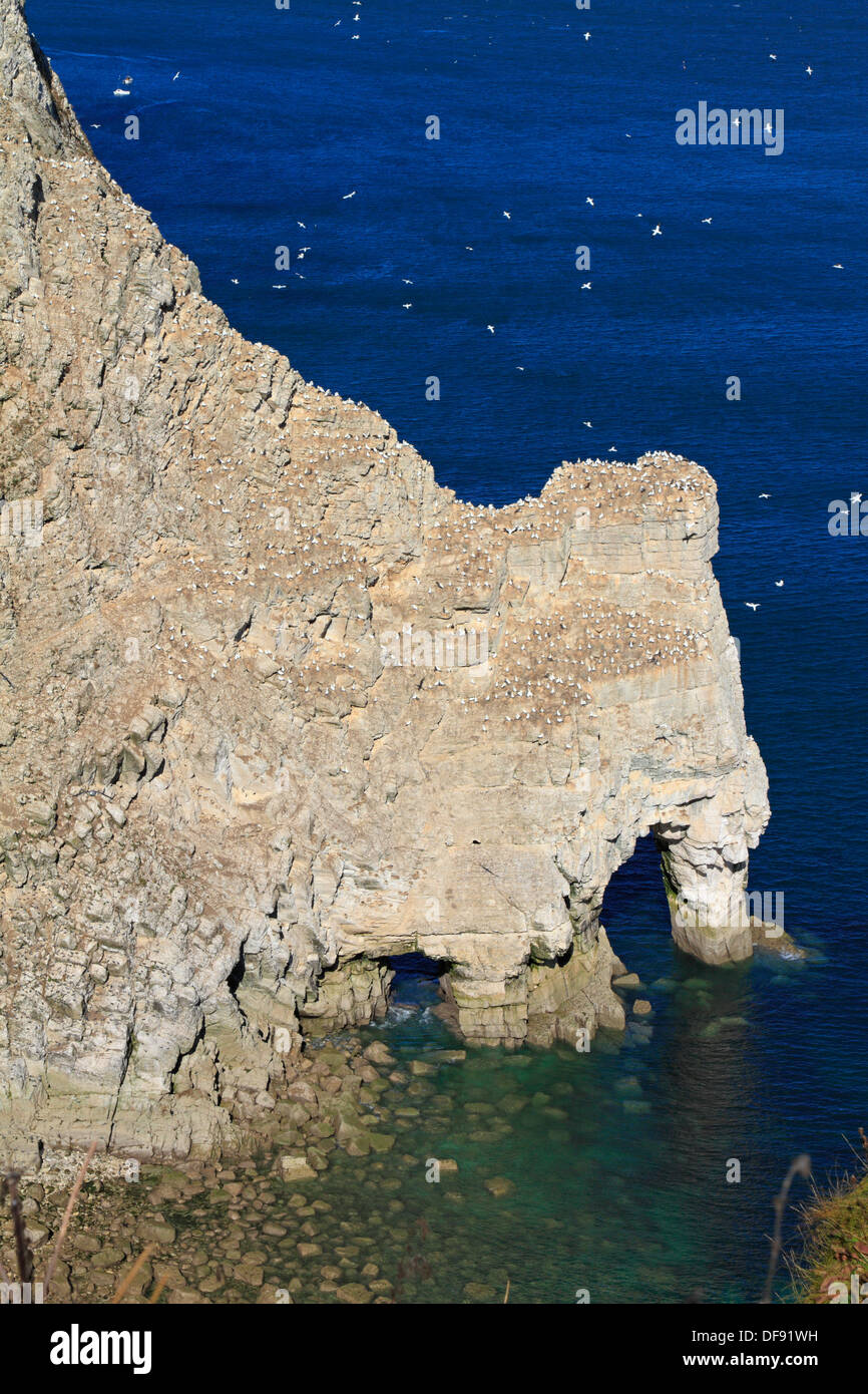 Scale Nab RSPB nature reserve, Bempton Cliffs, East Yorkshire, England ...