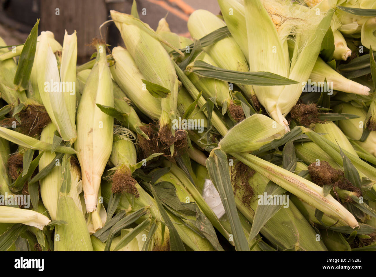 Corn on the Cob in a pile Stock Photo - Alamy