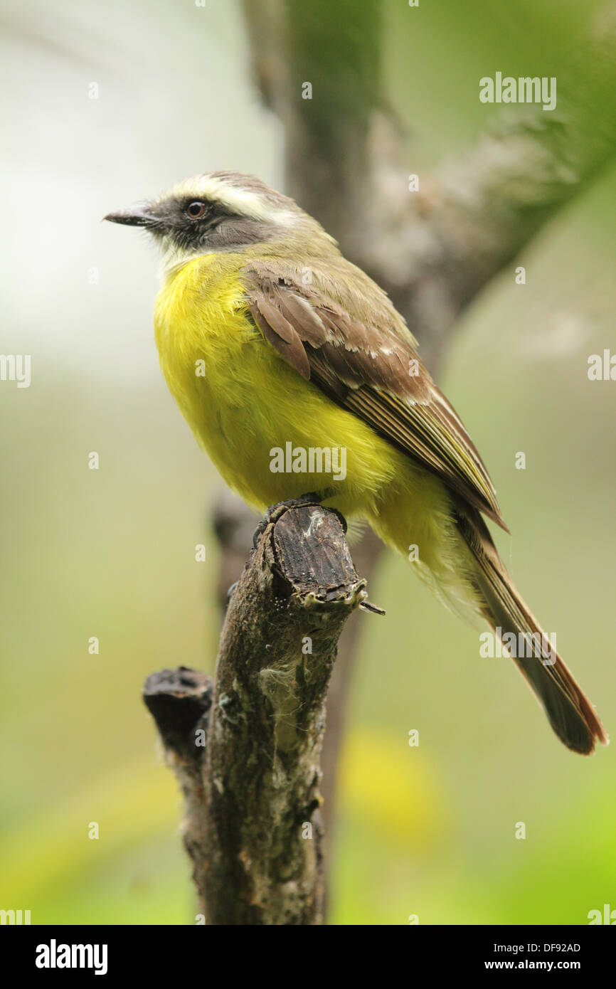 New world flycatcher hi-res stock photography and images - Alamy