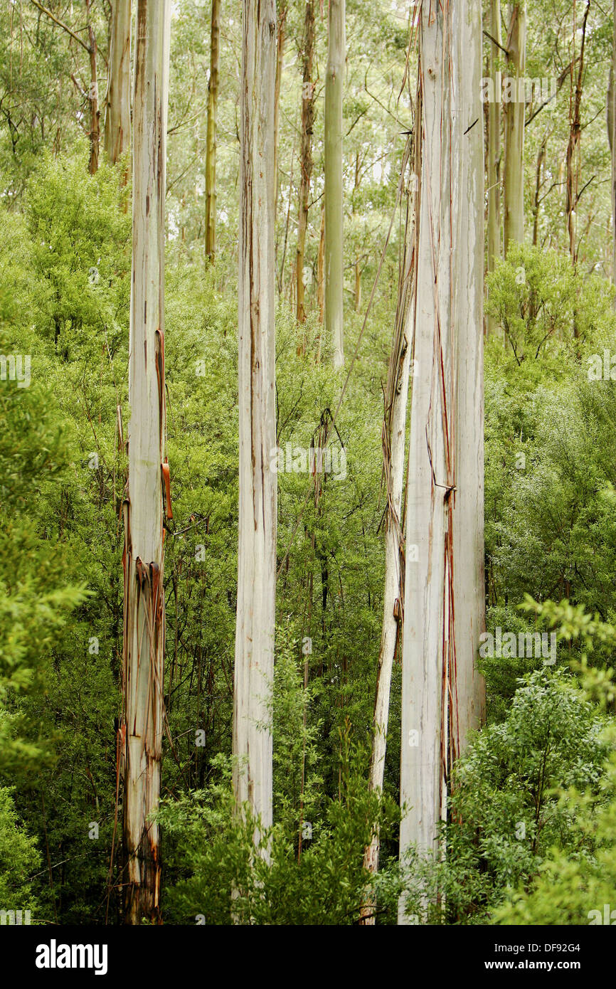 Jarrah forest hi-res stock photography and images - Alamy