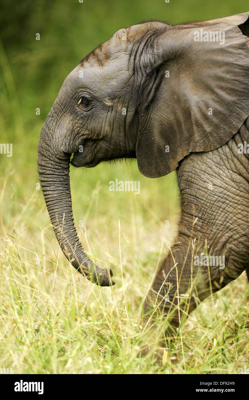 Bull elephant running hi-res stock photography and images - Alamy