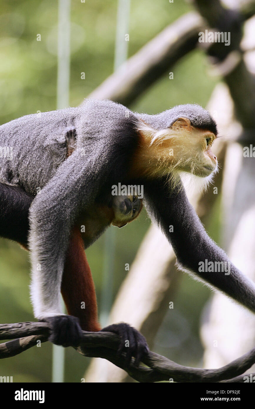 Douc langur monkeys hi-res stock photography and images - Alamy