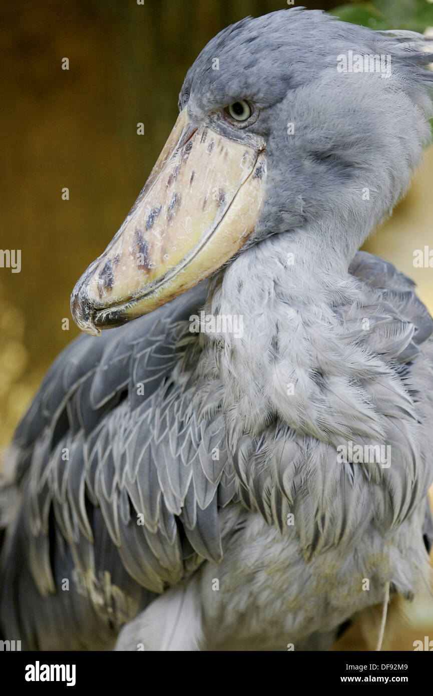 African shoe bill hi-res stock photography and images - Alamy