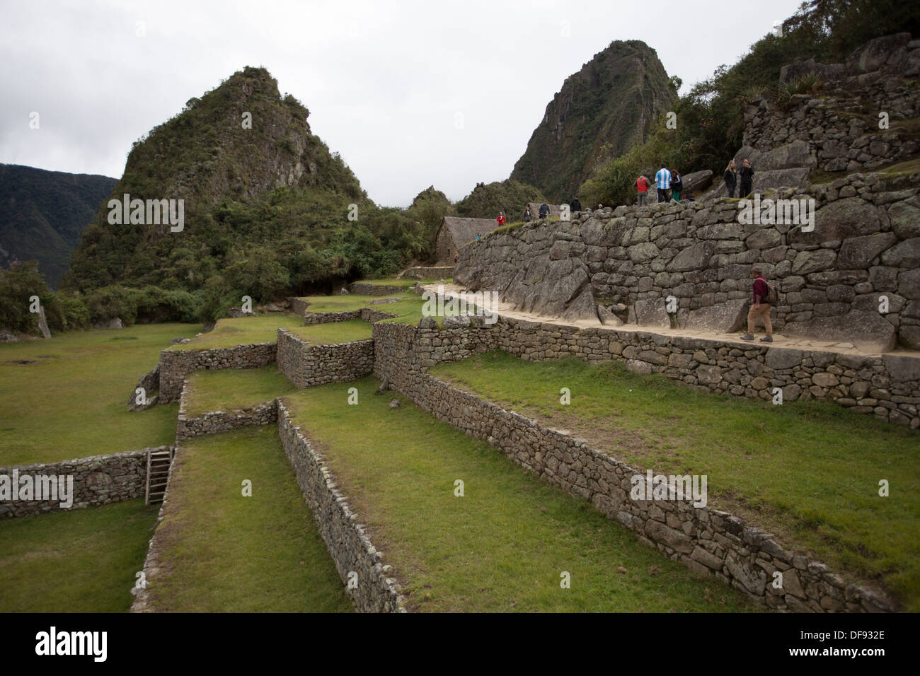 The terraces at Machu Picchu Stock Photo - Alamy The terraces at Machu Picchu Stock Photo - Alamy