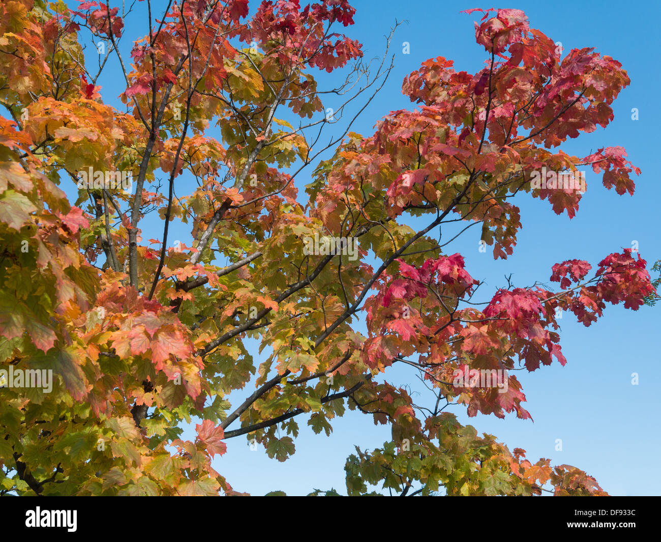 Trees displaying leaves that are turning red and orange in the Autumn ...