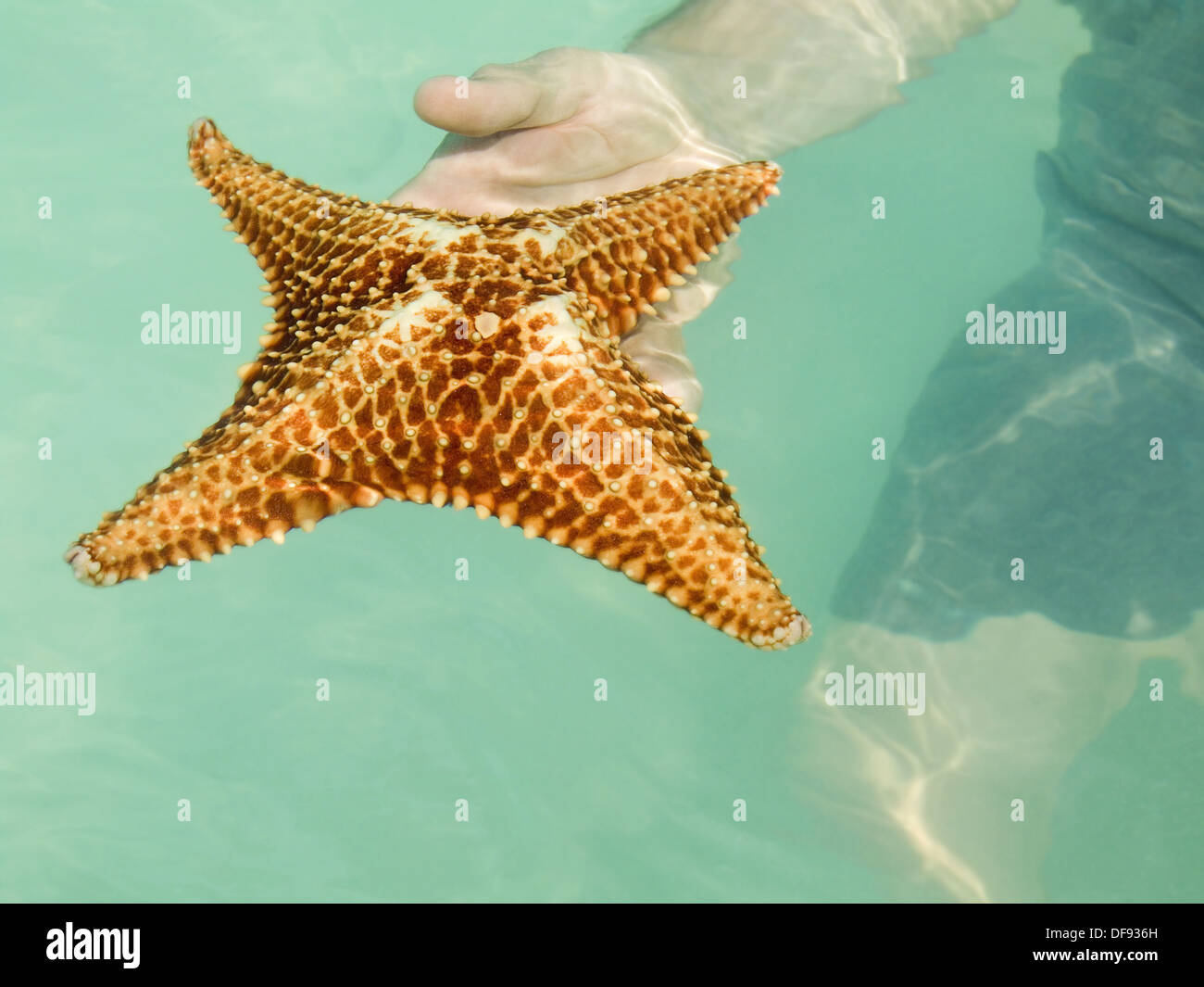 Numb fish hi-res stock photography and images - Alamy