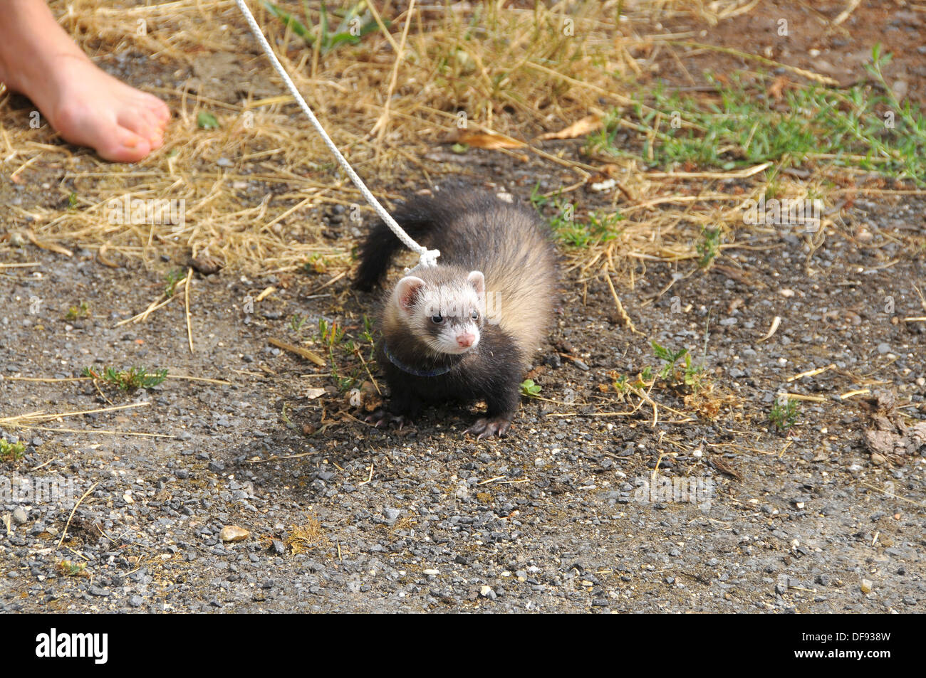 Ferret hi-res stock photography and images - Alamy