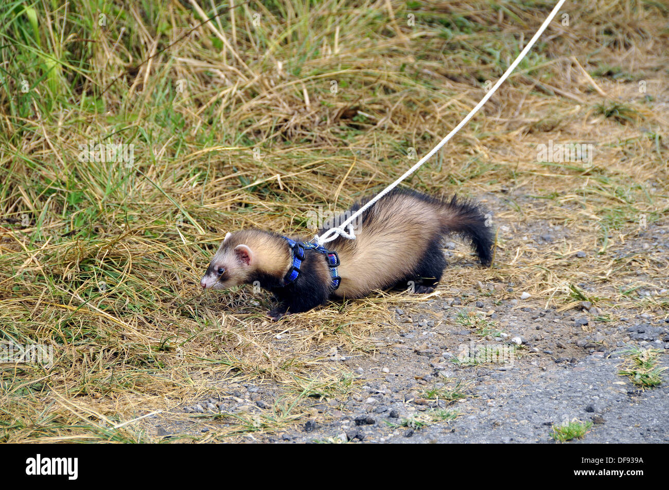 Ferret High Resolution Stock Photography and Images - Alamy