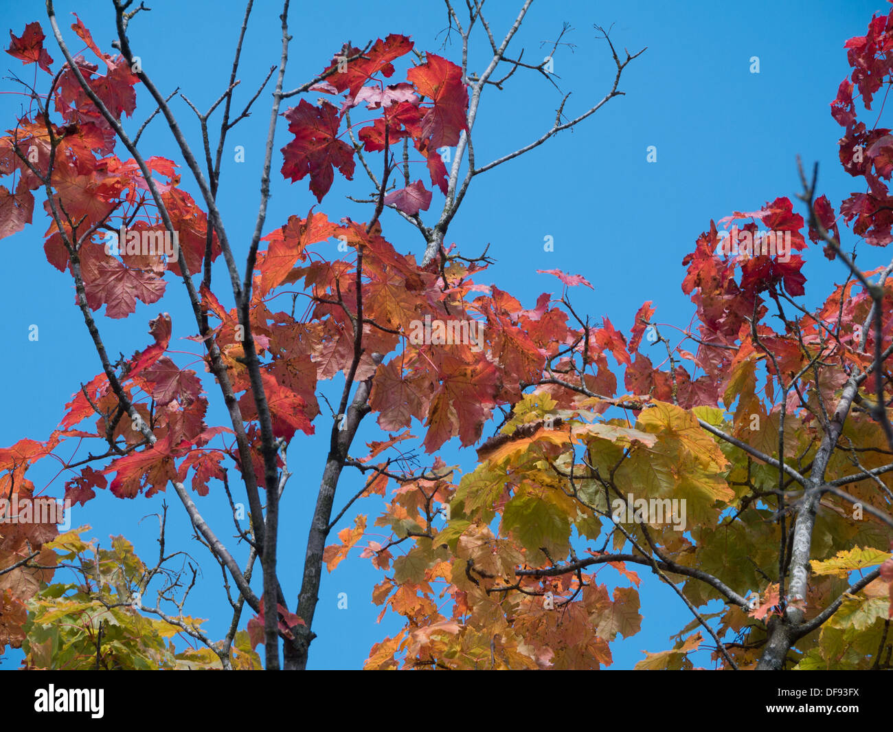Trees displaying leaves that are turning red and orange in the Autumn ...