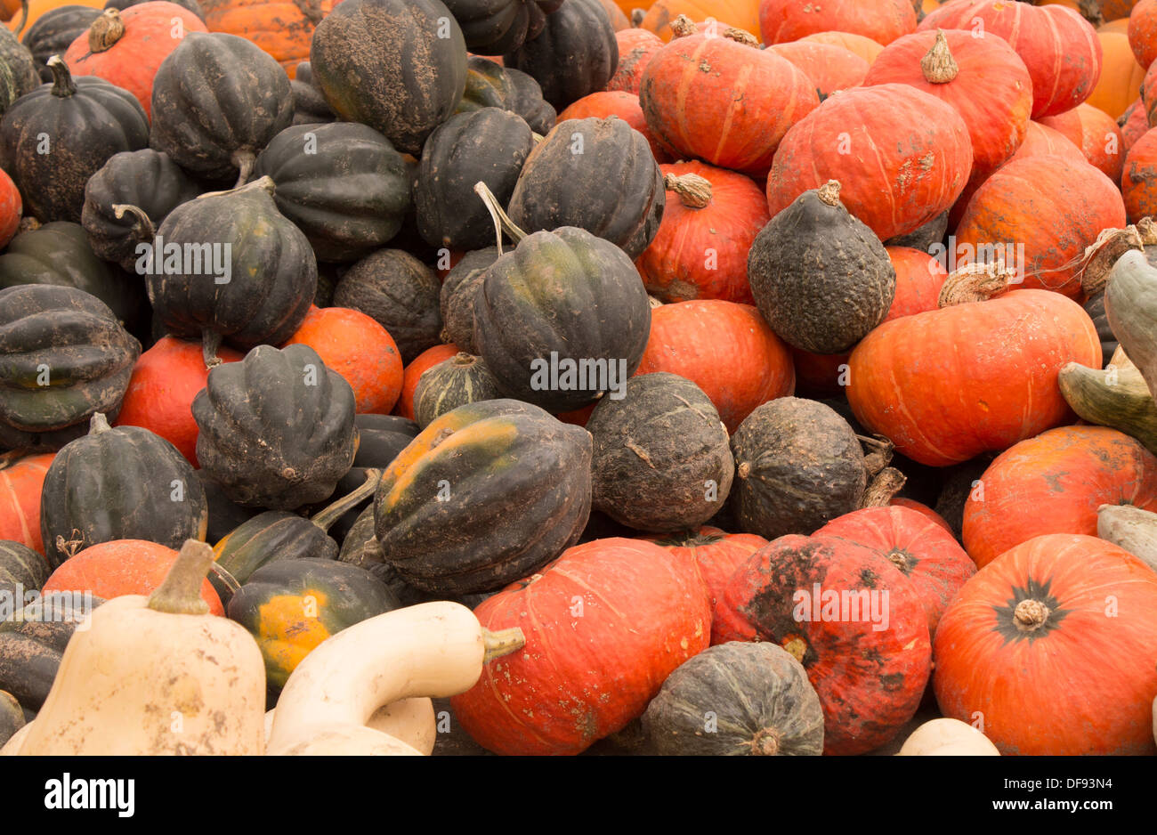 Pile of pumpkins hi-res stock photography and images - Alamy