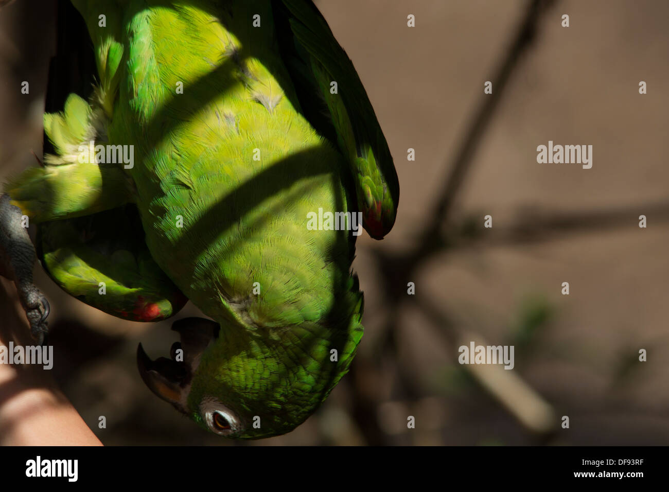 Upside down parrot hi-res stock photography and images - Alamy