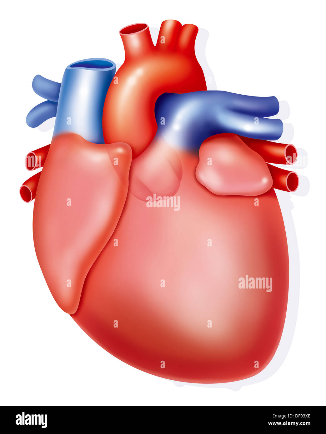Heart and arteries and illustration hi-res stock photography and images ...