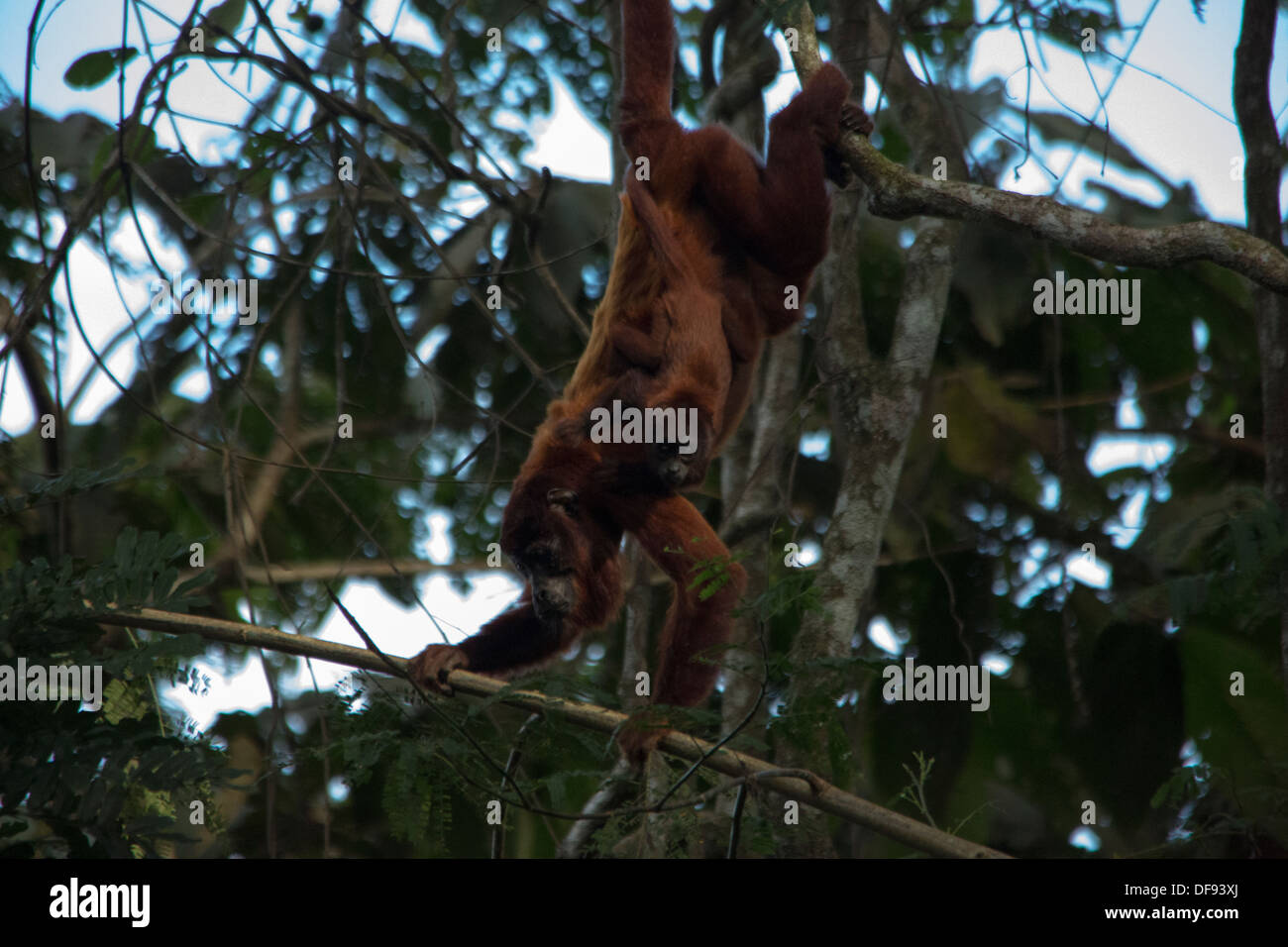 A ape mother with its child in the Amazon Stock Photo - Alamy