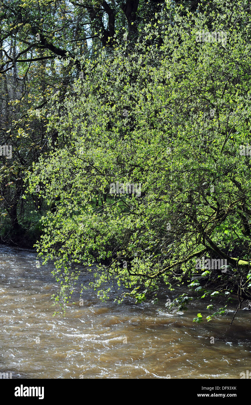 River aeron hi-res stock photography and images - Alamy
