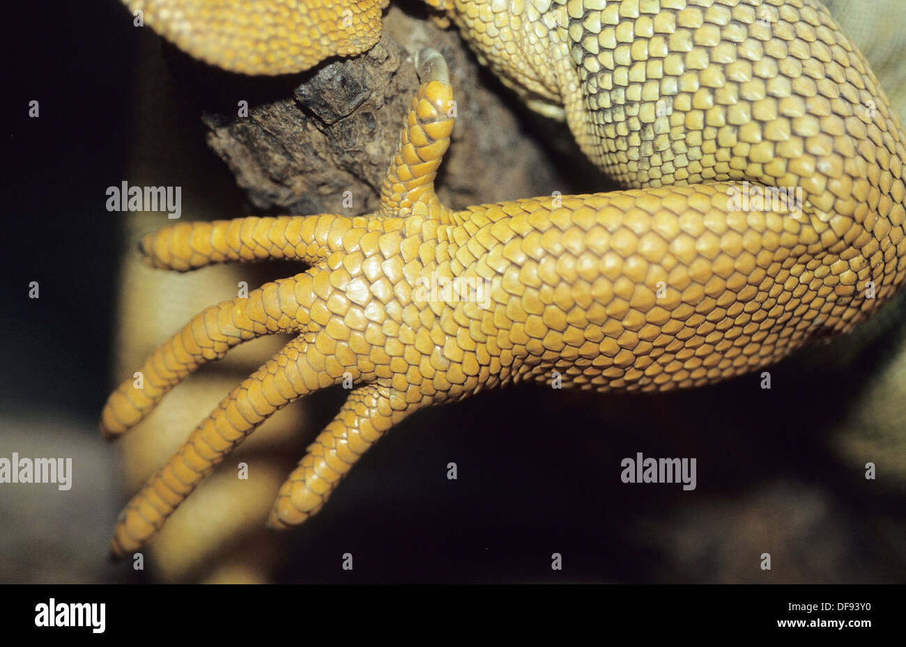 Hand of a gecko, Iguazu National Park. Brazil Stock Photo - Alamy