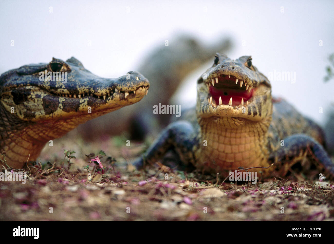 Common caimans hi-res stock photography and images - Alamy