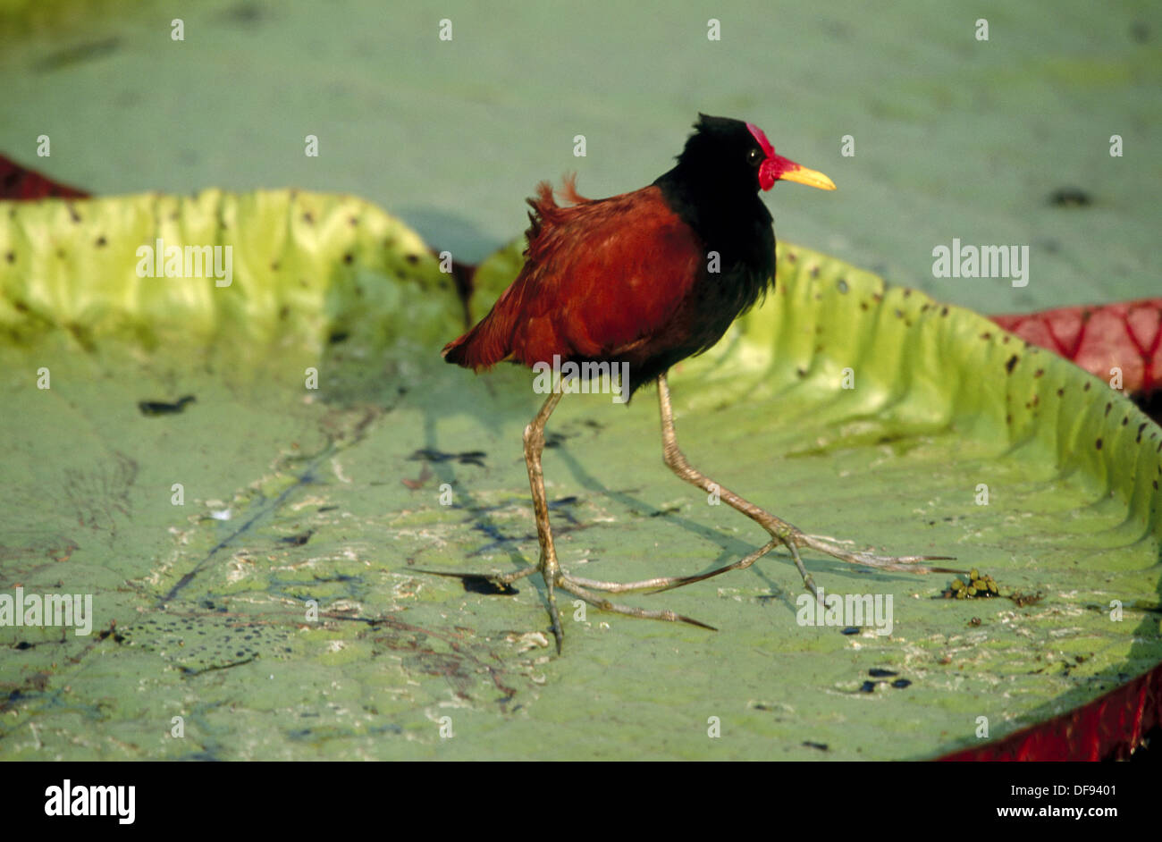Victoria regia pantanal brazil hi-res stock photography and images - Alamy