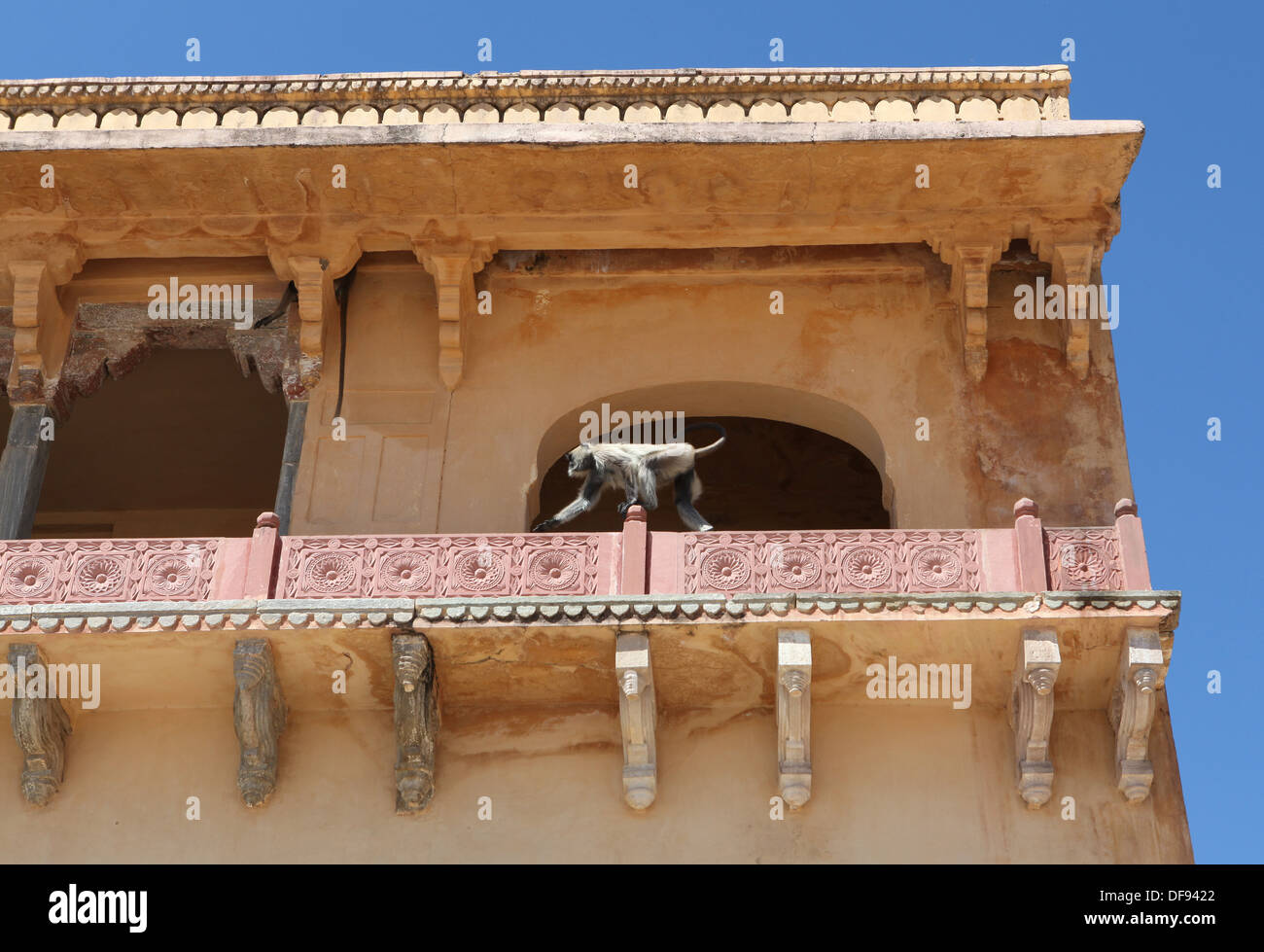 Amonkey hi-res stock photography and images - Alamy