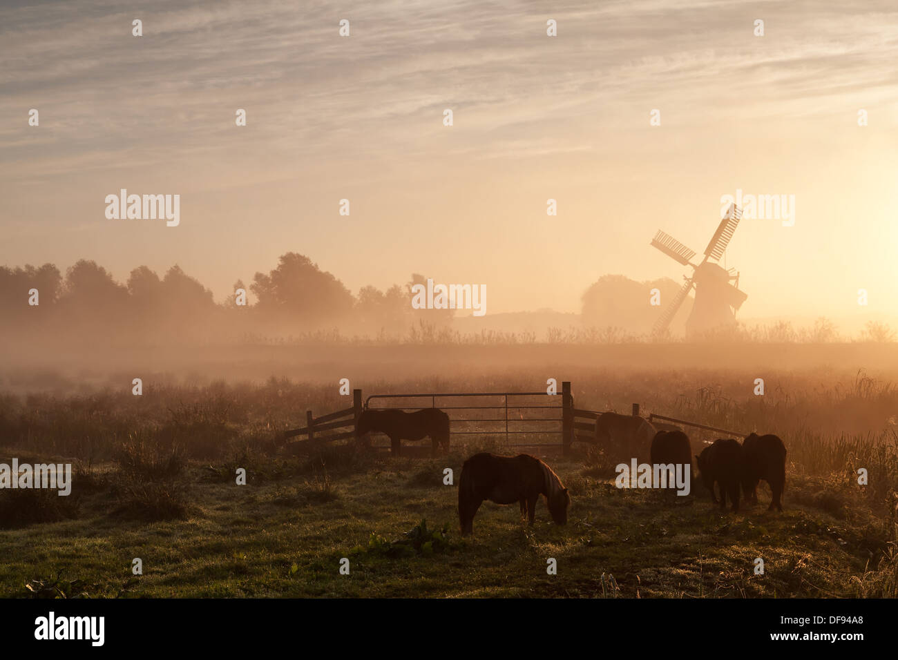 pony on pasture and windmill in dense sunrise fog, Holland Stock Photo ...