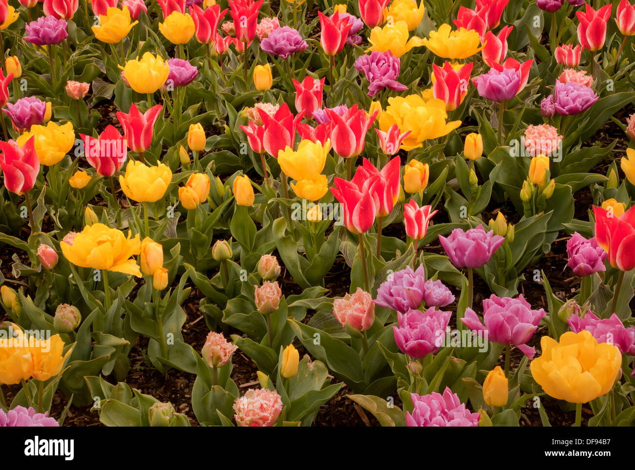 WASHINGTON - Tulips blooming in a colorful display garden at ...