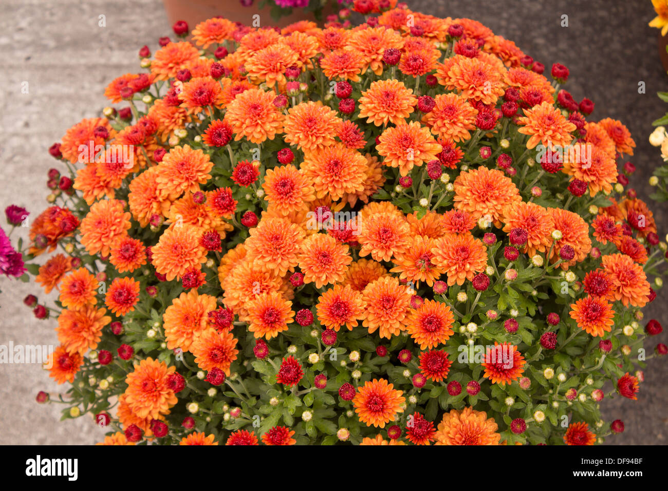 Daisy mums hi-res stock photography and images - Alamy