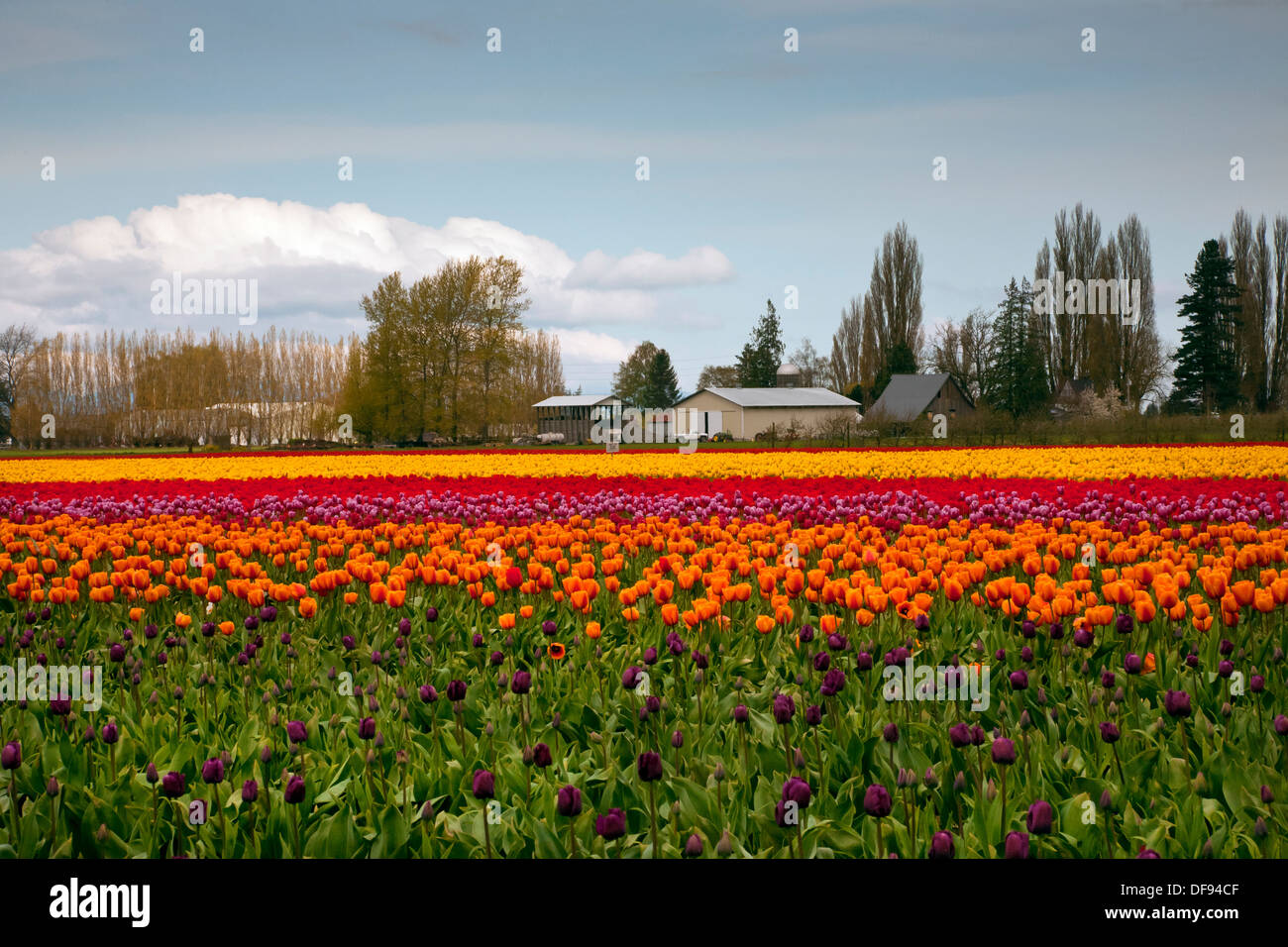 WASHINGTON - Commercial field of tulips at RoozenGaarde Bulb Farm in ...