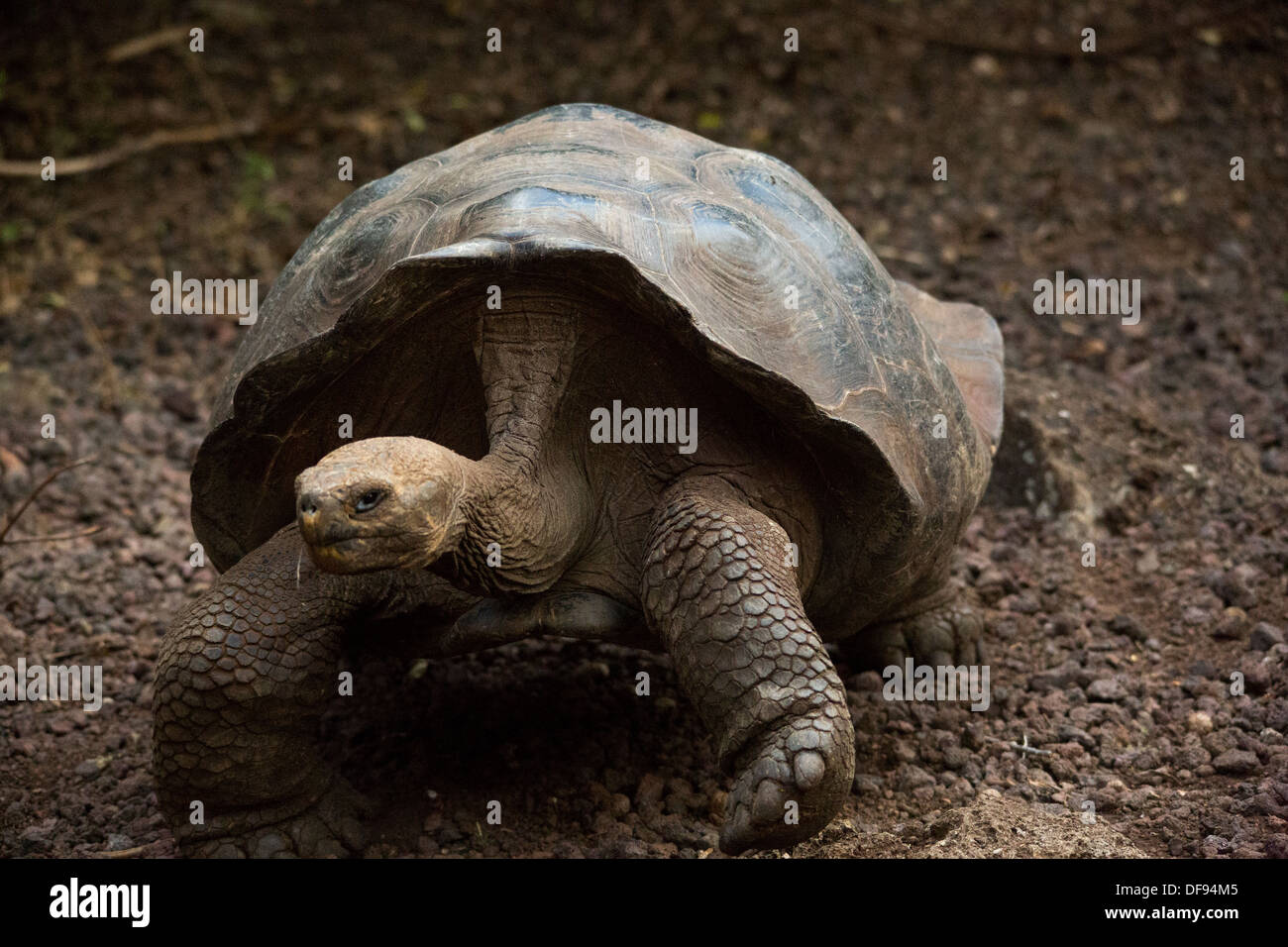 Land turtle hi-res stock photography and images - Alamy