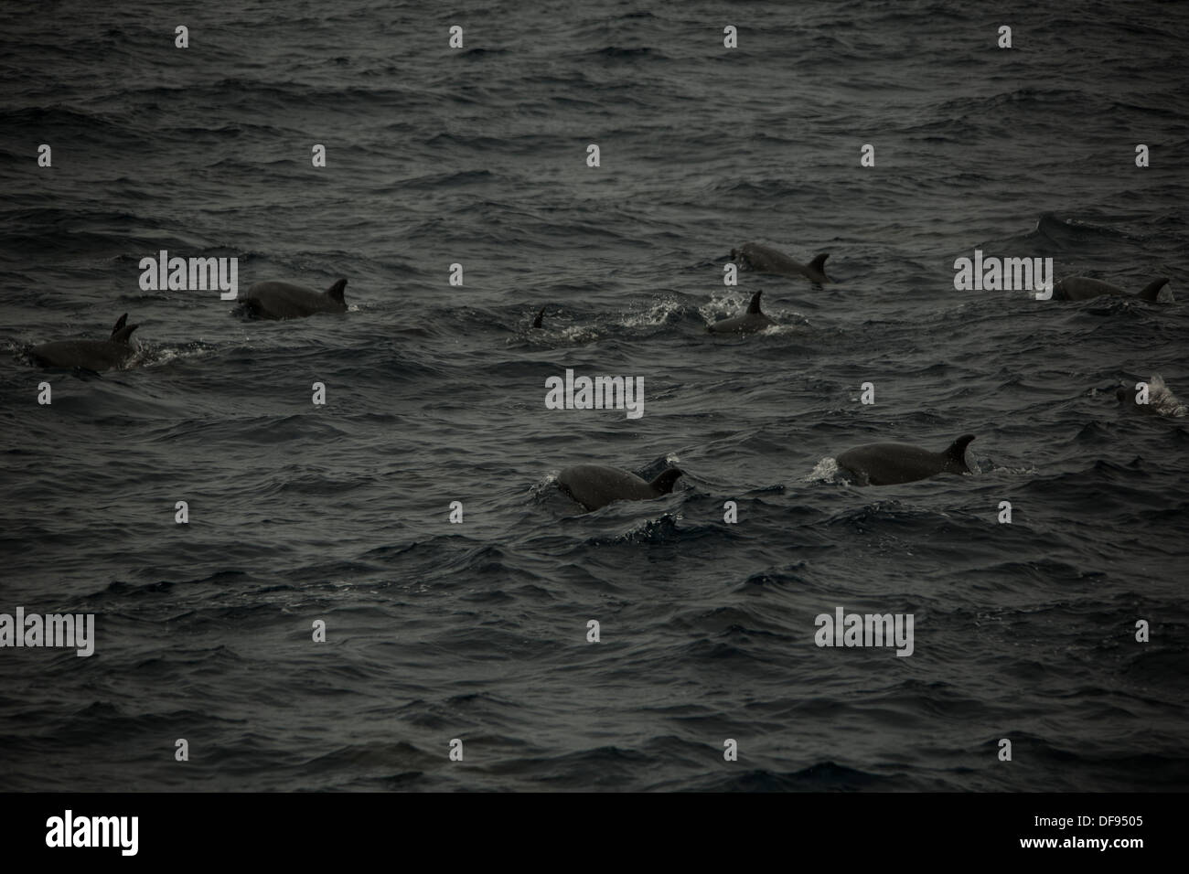 Dolphins galapagos hi-res stock photography and images - Alamy