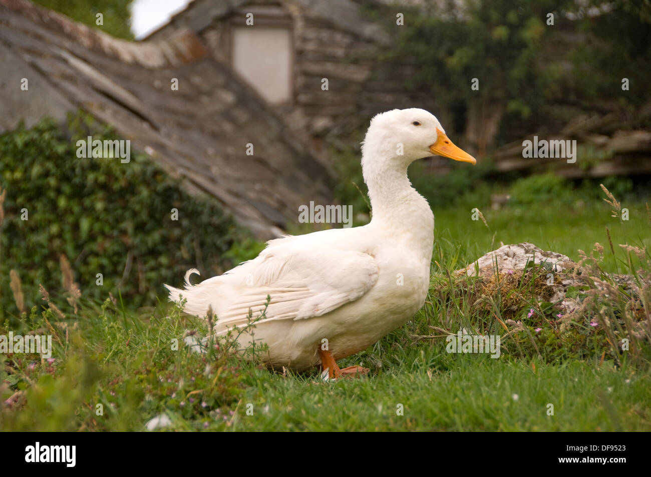 Trevalga,Cornwall,UK,a privately owned village on the coast with church ...