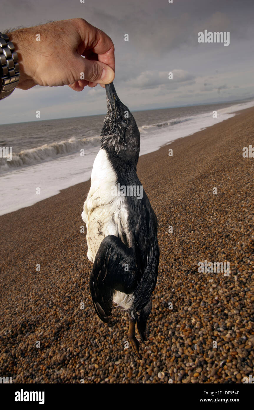 Beach pollution birds hi-res stock photography and images - Alamy