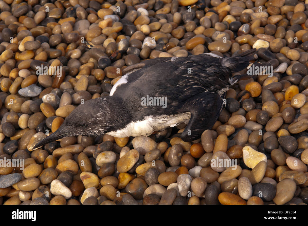 Stranded seabirds on Chesil Beach, Dorset, UK and being cleaned at the ...