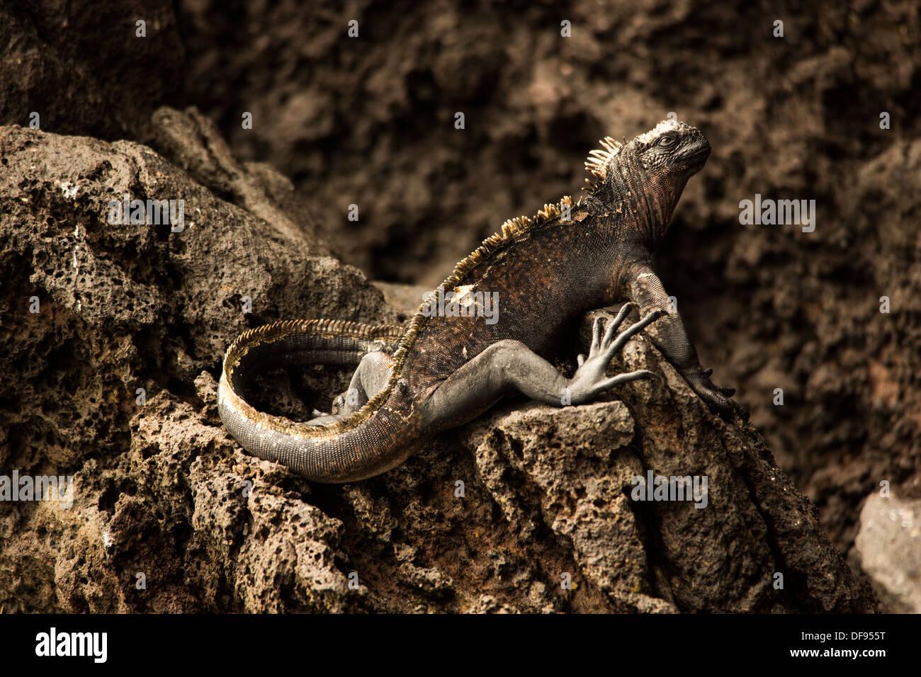 Black land hi-res stock photography and images - Alamy