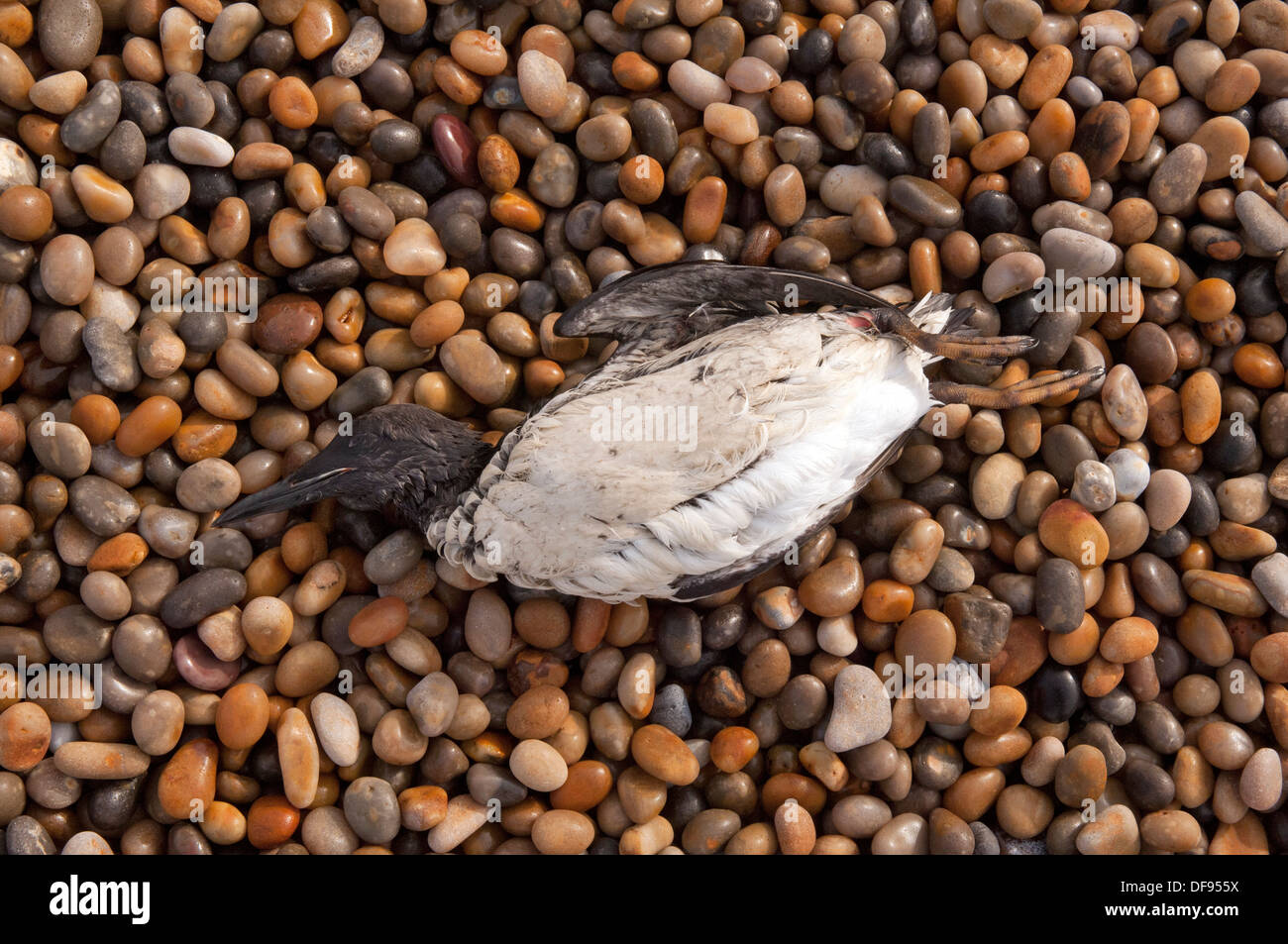 Stranded seabirds on Chesil Beach, Dorset, UK and being cleaned at the ...