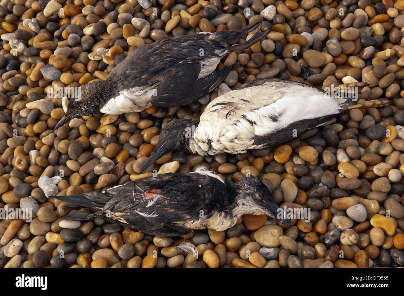 Stranded seabirds on Chesil Beach, Dorset, UK and being cleaned at the ...