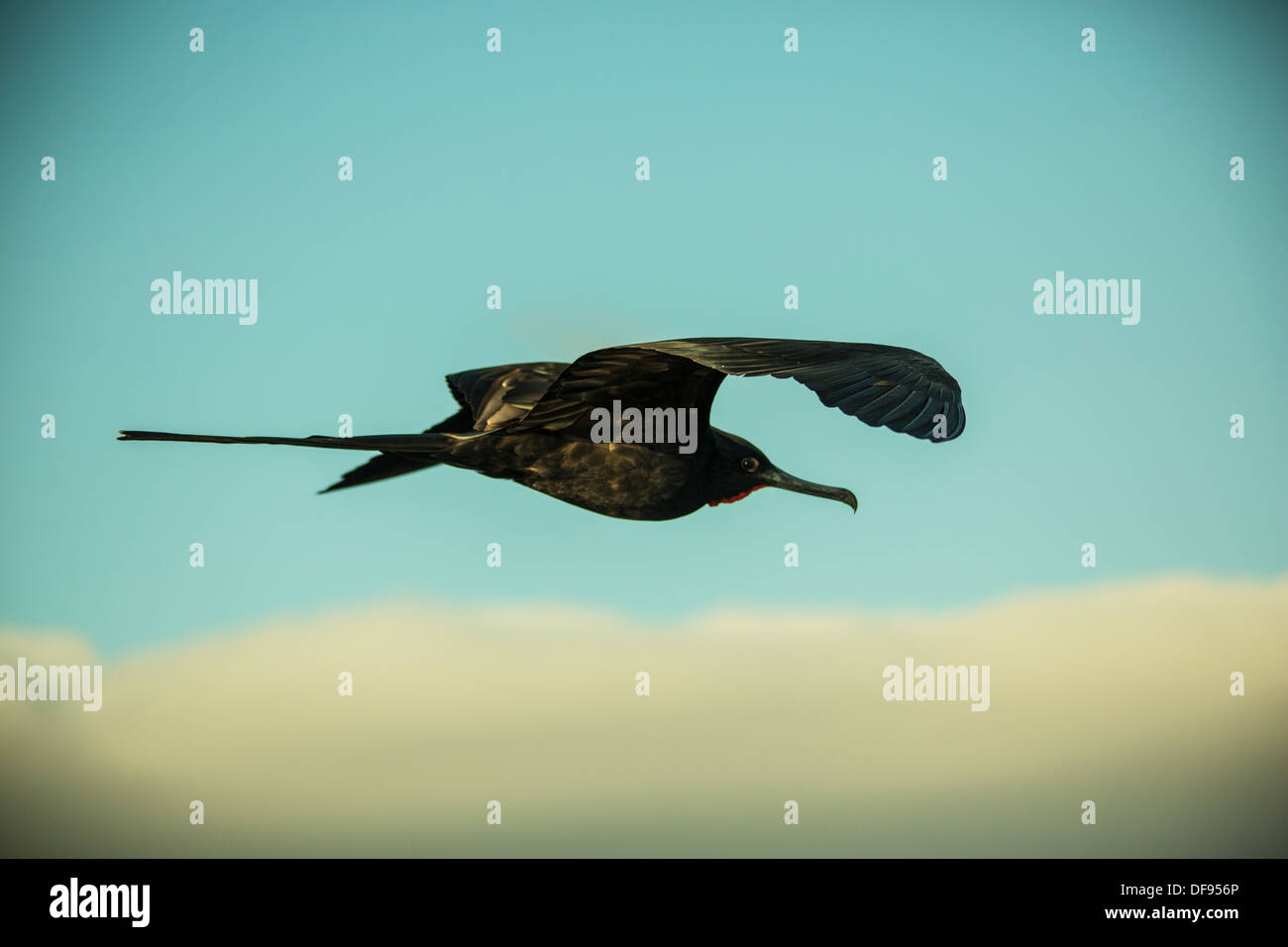 Flying frigate bird hi-res stock photography and images - Alamy