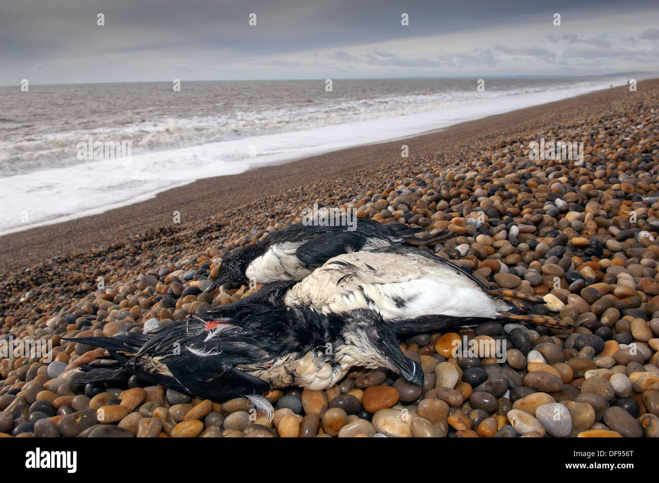 Dead razorbill hi-res stock photography and images - Alamy