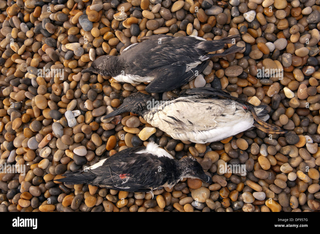 Stranded seabirds on Chesil Beach, Dorset, UK and being cleaned at the ...