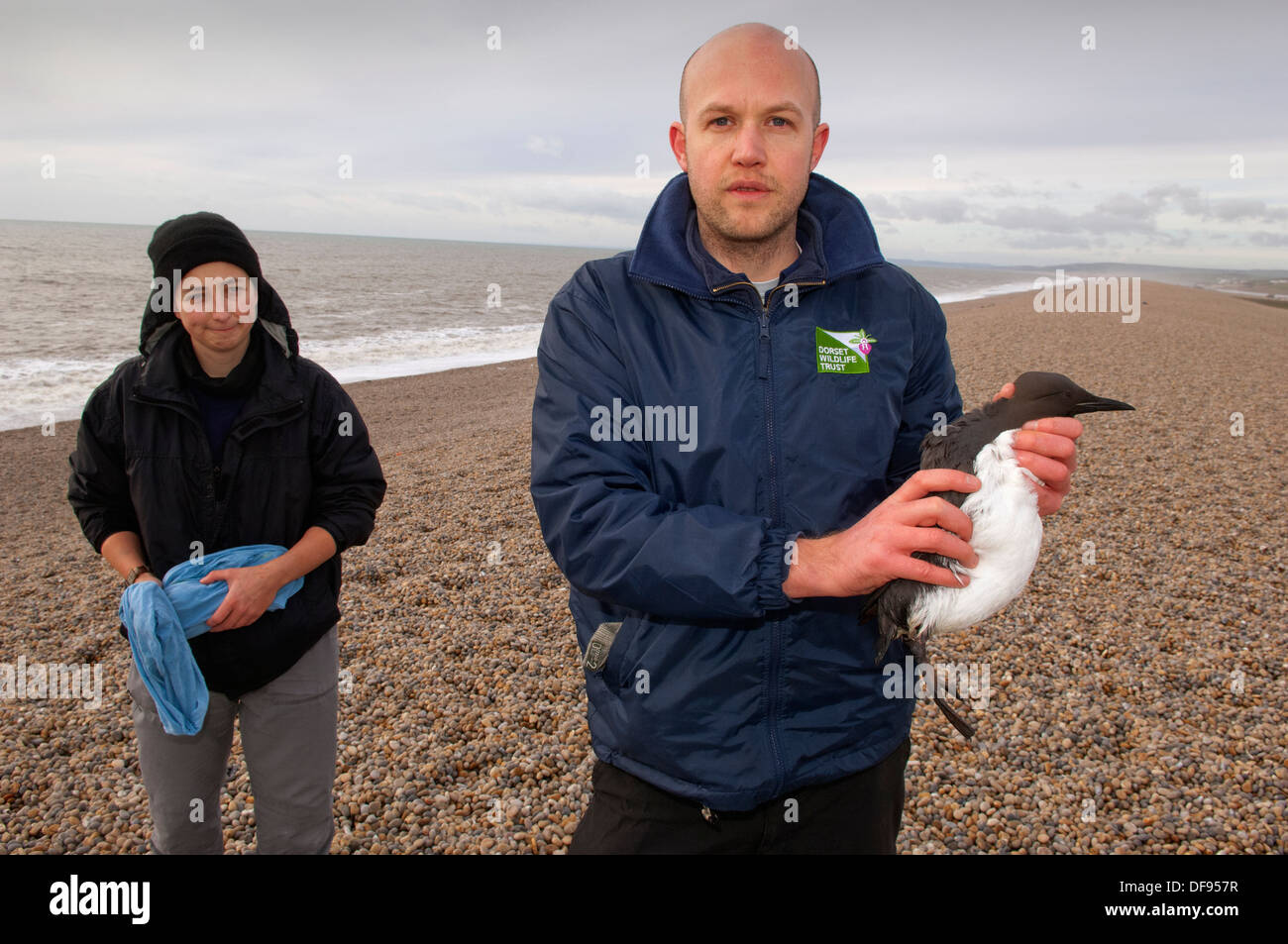 Dead razorbill hi-res stock photography and images - Alamy