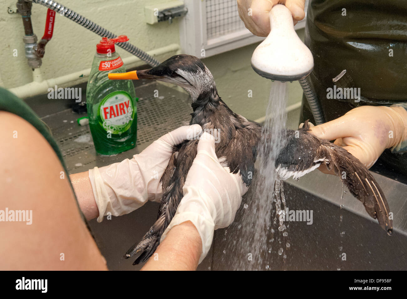Dead razorbill hi-res stock photography and images - Alamy