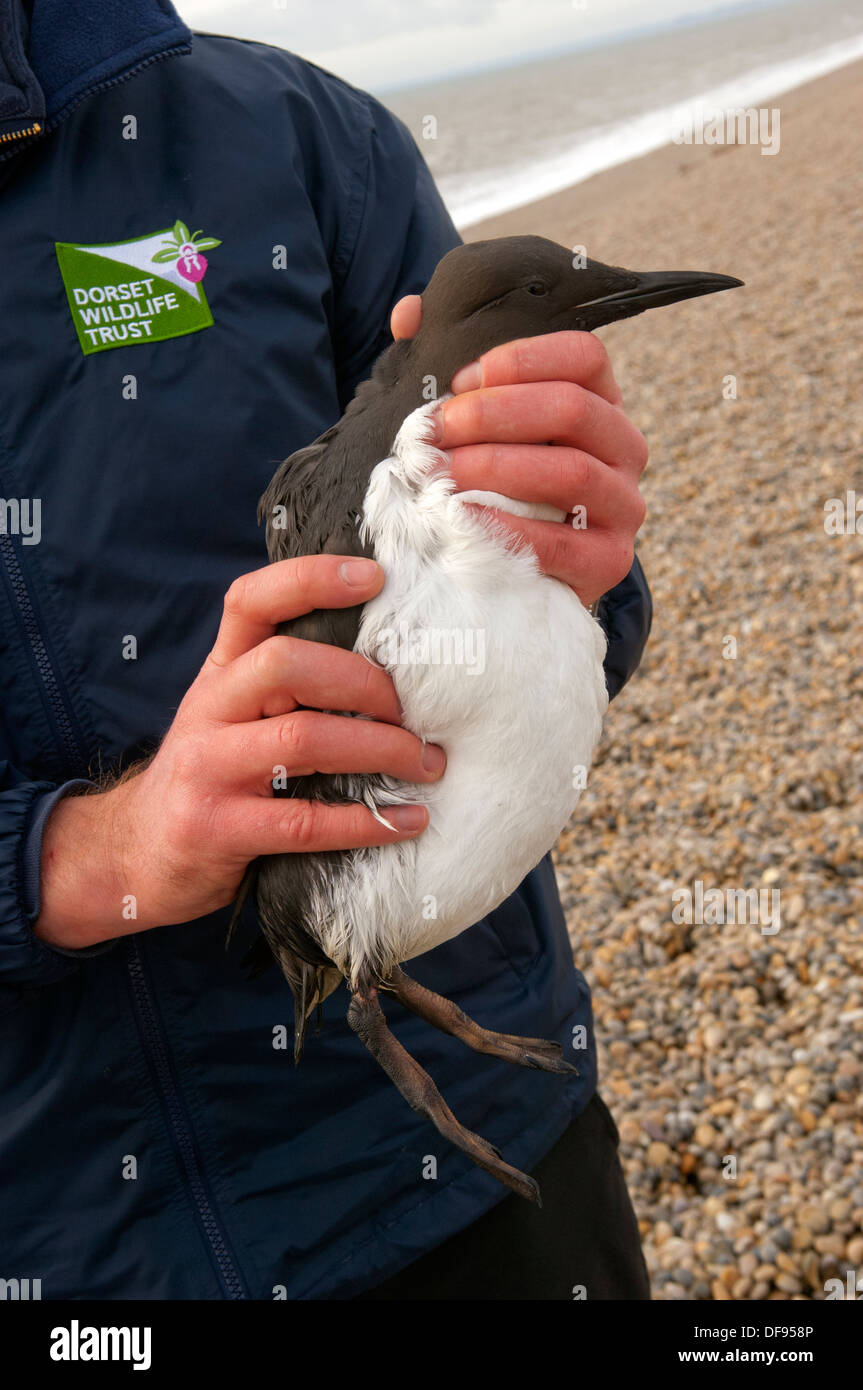 Dead razorbill hi-res stock photography and images - Alamy
