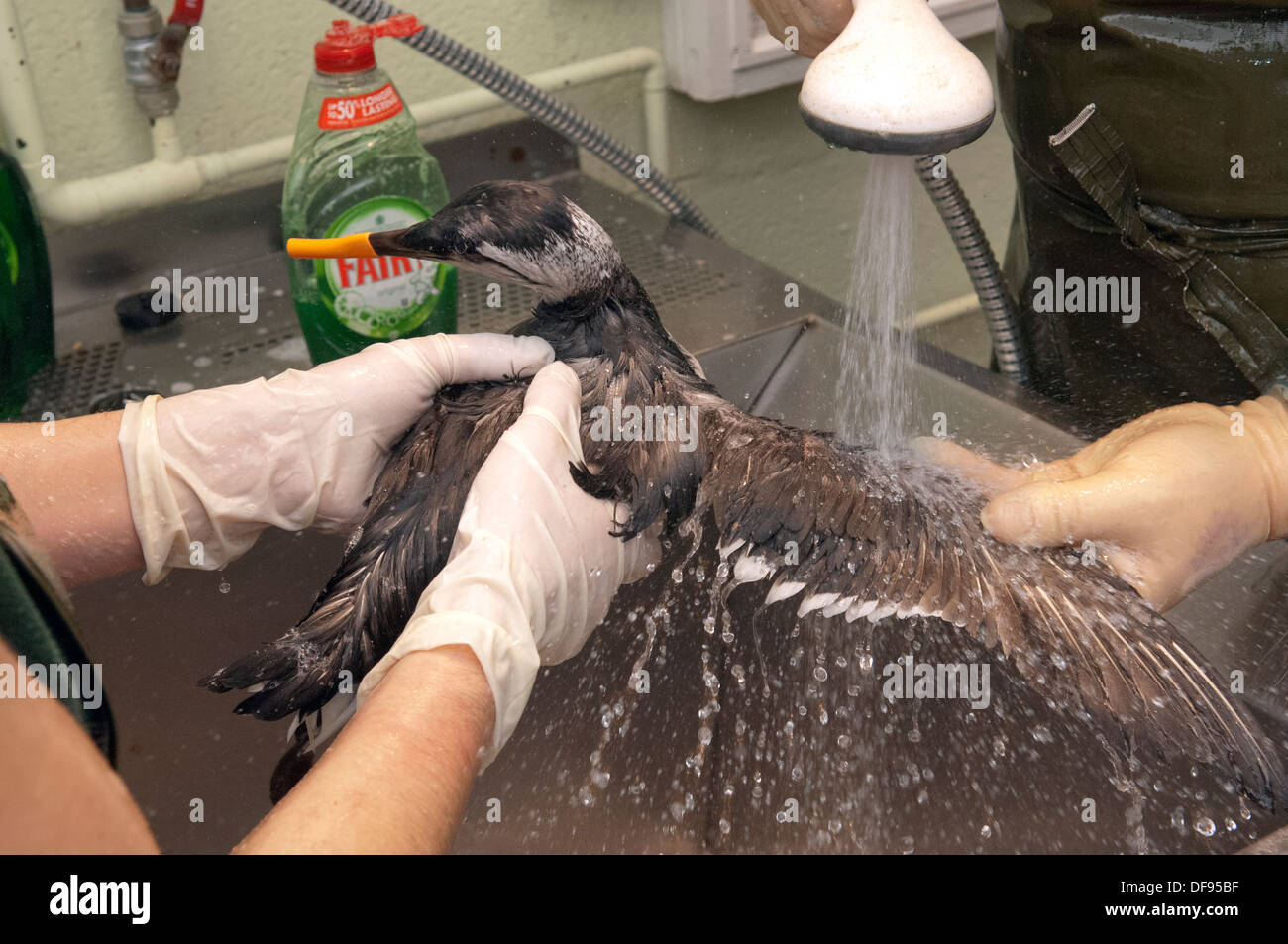 Stranded seabirds on Chesil Beach, Dorset, UK and being cleaned at the ...